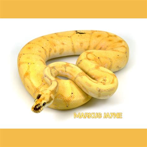 Banana Spider Ball Python