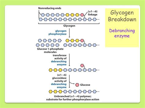 Carbohydrate Metabolism Ppt Download