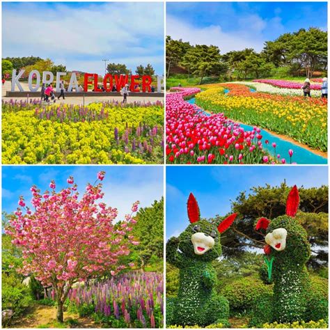 태안 튤립축제 세계튤립공원 꽃박람회 코리아플라워파크 안면도 여행 볼거리 네이버 블로그