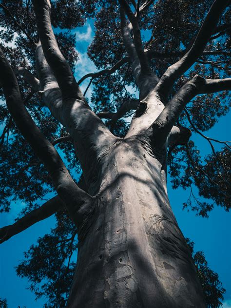 가지 경치 고요한 공원 그림자 나무 나무 껍질 나무 둥치 나뭇잎 낮 낮은 각도 높은 로우앵글 샷 블루 성장 세로 수목의 수직 쐈어 숲 식물