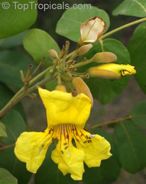 Markhamia Zanzibarica