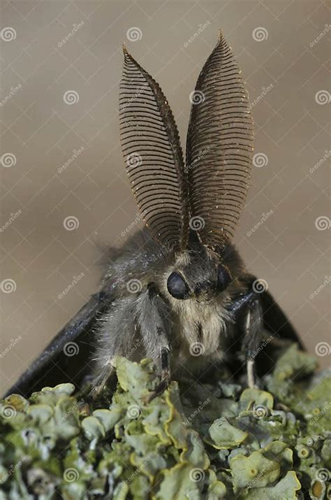 Frontal Detailed Vertical Closeup On A European Gypsy Moth Lymantria