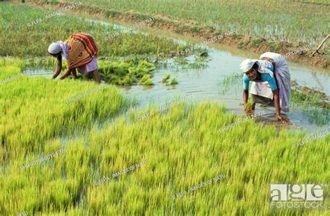 Rice Oryza Sativa Crop Women Transplanting Seedling Rice Into Paddy