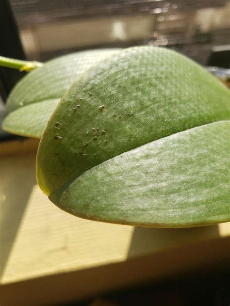 Orchid Tiny Brown Speck Lesions R Plantclinic