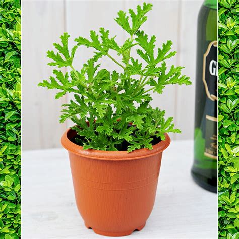 楽天市場虫除け 蚊よけ ハーブゼラニウム 鉢植え ハーブゼラニューム ハーブ ゼラニューム 苗 ゼラニウム 苗 ピンクの花 ガーデン母の