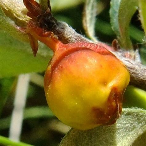 Cotoneaster Juranus Plant Care And How To Grow Water