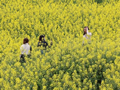 花开成海！金沙县岩孔街道的春天美翻了 旅游毕节试验区网