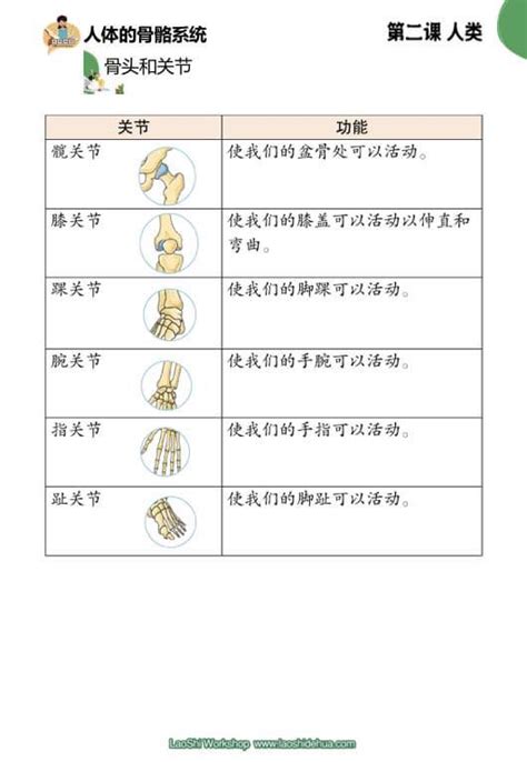 爱上阅读分享网站 🔎💥五年级科学笔记与练习💥🔍 第二课 人类 骨骼系统 血液循环系统 消化系统