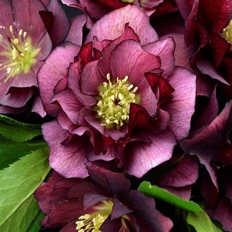 How To Grow And Care For Hellebore Flowers Garden Design