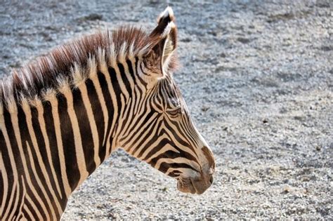 Premium Photo Close Up Of Zebra Head