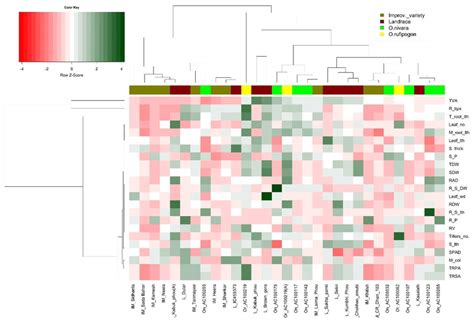 Hierarchical Clustering And Heat Map Of Selected Rice Genotypes And Low