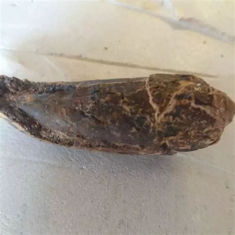 Pliosaur Or Polycotylid Tooth Fossil Id The Fossil Forum