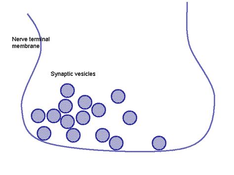 Synaptic Vesicles