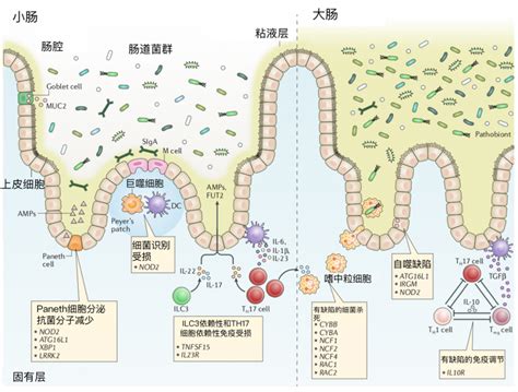 炎症性肠病中宿主与微生物群的相互作用 谷禾健康