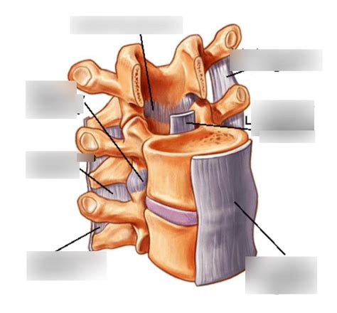 Diagram Of Intertransverse Ligaments Quizlet