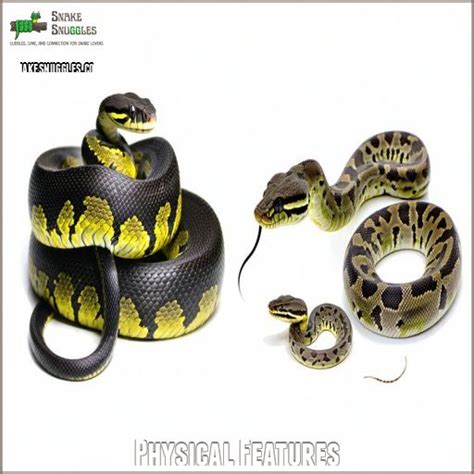 Whats The Difference Between A Python And A Boa Key Facts Explained