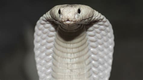 White Cobra Snake 3d Albino King Cobra Snake The Worlds Longest