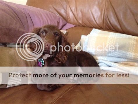 Smooth Coated Cockapoos I Love My Cockapoo Forums