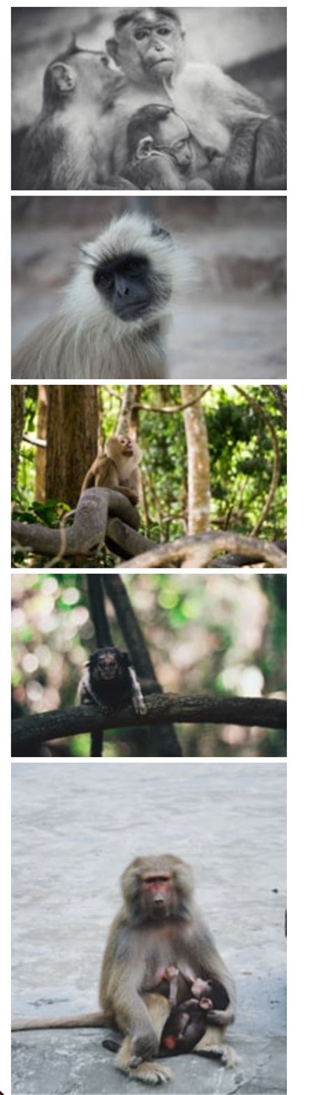 Javascript Fetch Api Fetching Images From Unsplash Using By Jesus