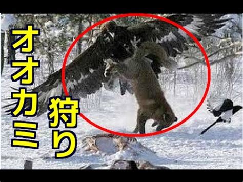 衝撃映像ワシでオオカミ狩りイヌワシの捕食対象が半端ない猛禽類最強待ったなし YouTube