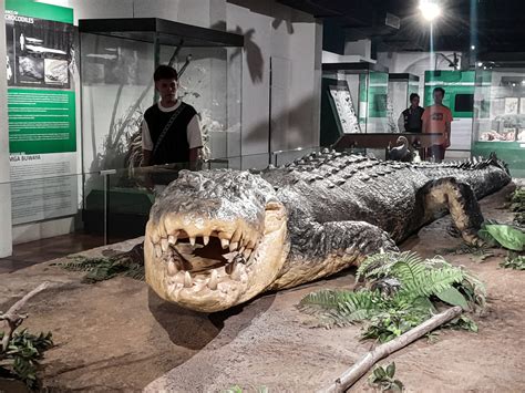 Cocodrilo De Lolong En Indonesia Largest Crocodile Hi Res Stock