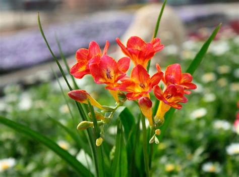 Фрезии картинки красивые