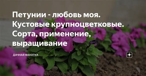 Петунии любовь моя Кустовые крупноцветковые Сорта применение