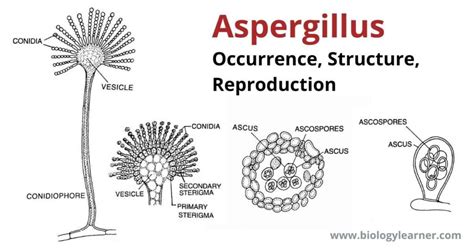 Aspergillus Labeled Biology Diagram Shows The Basic Structure Of Fungi