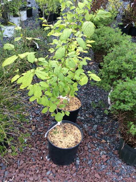 Hamamelis Virginiana Witch Hazel Common 3 Behmerwald Nursery