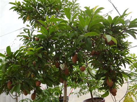 Chikoo Tree At Rs 120piece Sapota Fruit Plant In Vrindavan Id