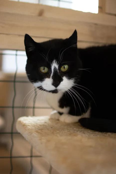 Kassitoa Kassid Cats Help MtÜ
