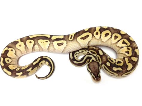 Morph List World Of Ball Pythons