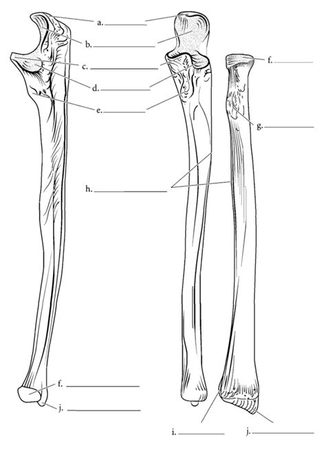 Forearm Bones Diagram Quizlet Forearm Bones Diagram Quizlet