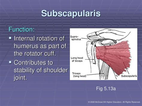 Ppt Chapter 5 The Upper Extremity The Shoulder Region Powerpoint