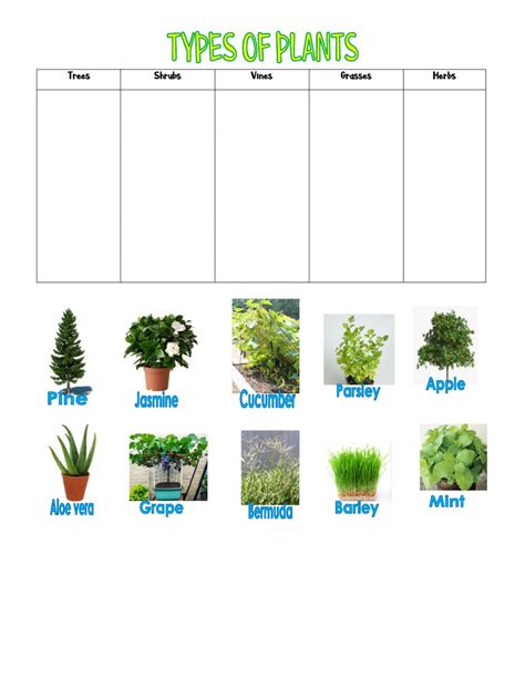 Grade 4 Science Worksheets Plants