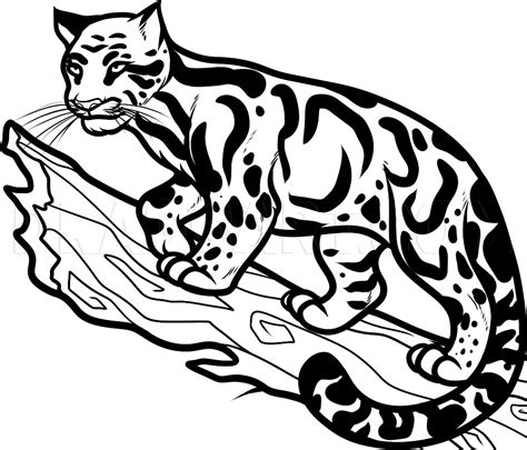 How To Draw A Clouded Leopard Clouded Leopard Drawing Step By Step