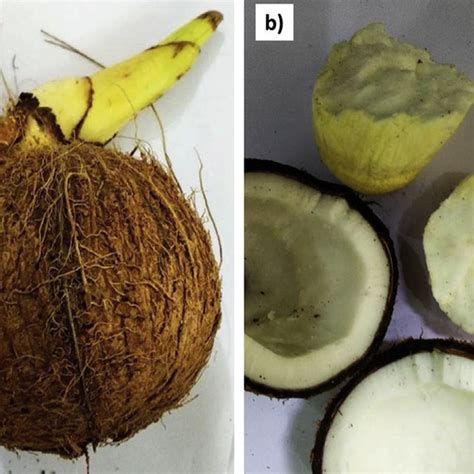 Pdf Phytochemical Composition And Antioxidant Activity Of Coconut Cotyledon