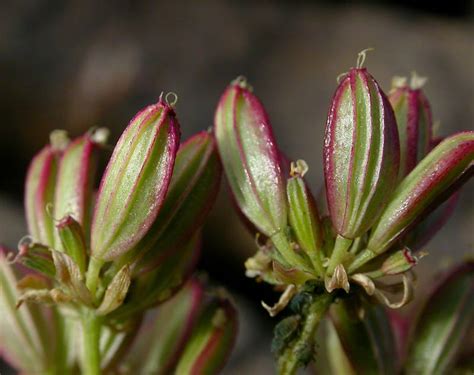 Lomatium Cous Burke Herbarium Image Collection
