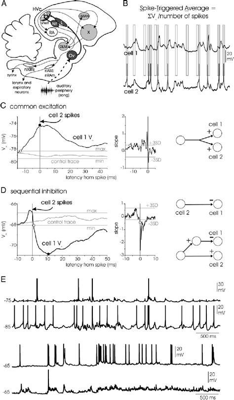 Projection Neuron Semantic Scholar