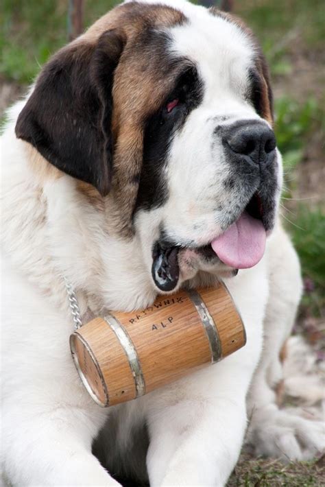 The Truth About Saint Bernard Dogs And Barrels The Beer Connoisseur®