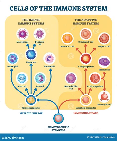 Immune System Cells Diagram Reprogramming The Immune System For