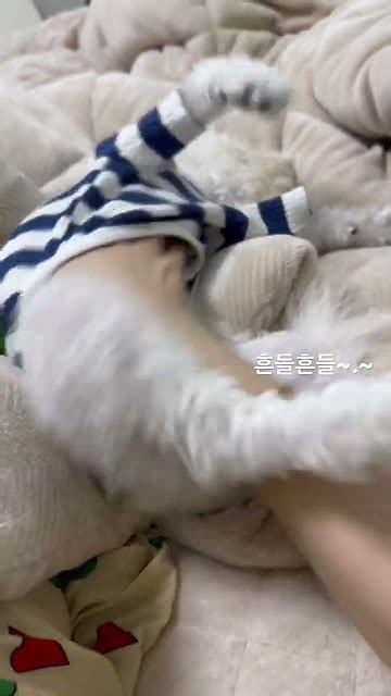 흔들흔들~ ~ Youtube