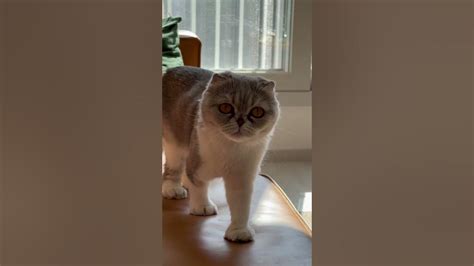 여유로운 일요일 오전의 고롱이 Youtube