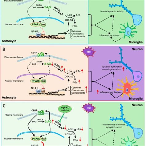 Cartoon Illustrating Signaling Pathways That Mediate Astrocytic Magl Download Scientific