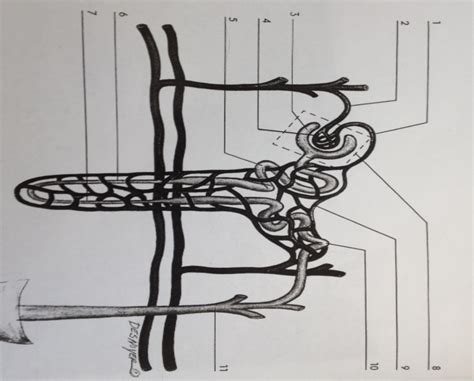 Lab 7 Diagram Quizlet