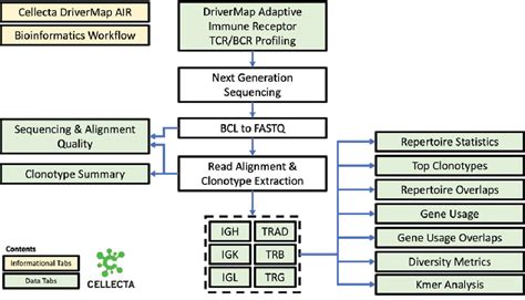 Adaptive Immune Receptor Profiling Data Analysis Service Airr Seq Tc Cellecta