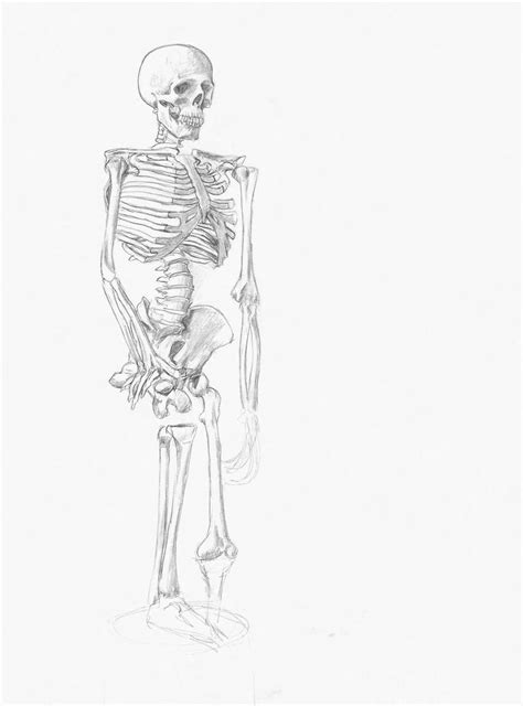 Skeleton Sketch By Hextupleyoodot On DeviantArt