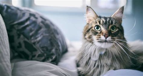 Hills Pet Nutrition Nz Fitzroy Vet Hospital