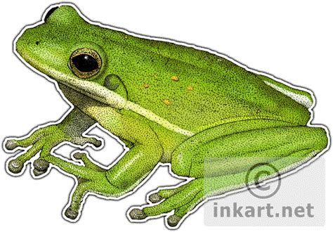 Green Tree Frog Drawing At PaintingValley Com Explore Collection Of Green Tree Frog Drawing