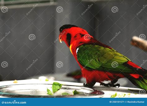 A Red Naked Parrot Stock Image Image Of Macaw Branch